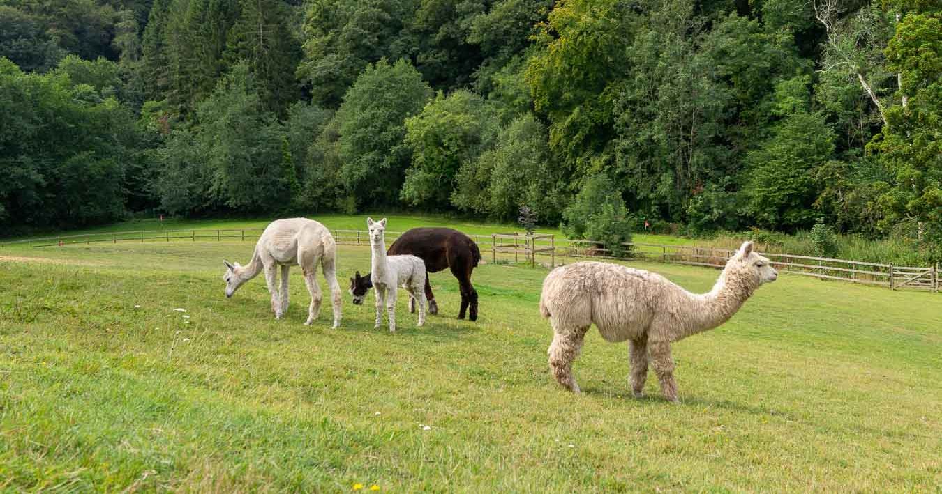 Working Farm Holidays at Flear | Child Friendly | Flear Farm