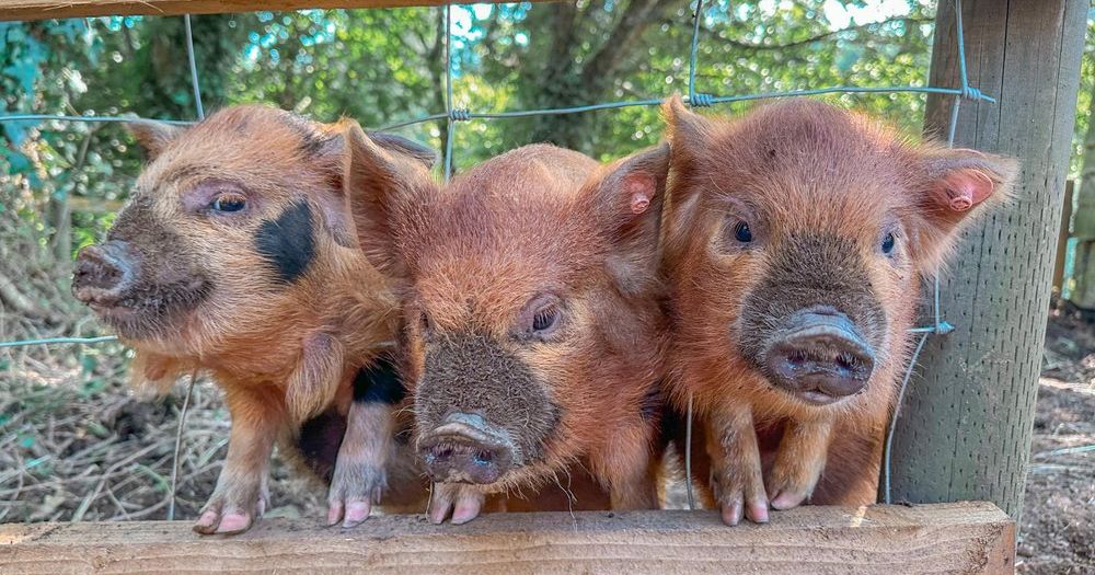 Book Your Stay With Us | Flear Farm Cottages